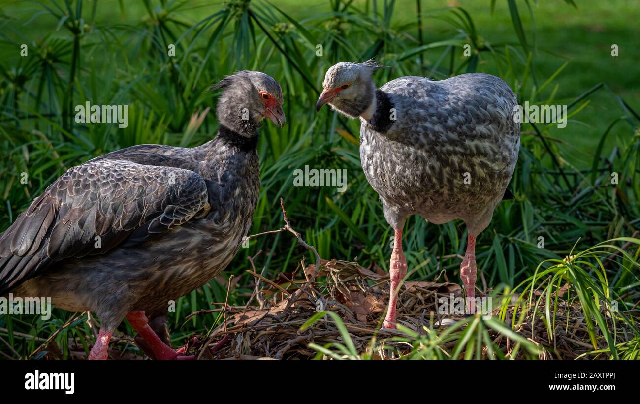 Crested screamer hi-res stock photography and images - Alamy