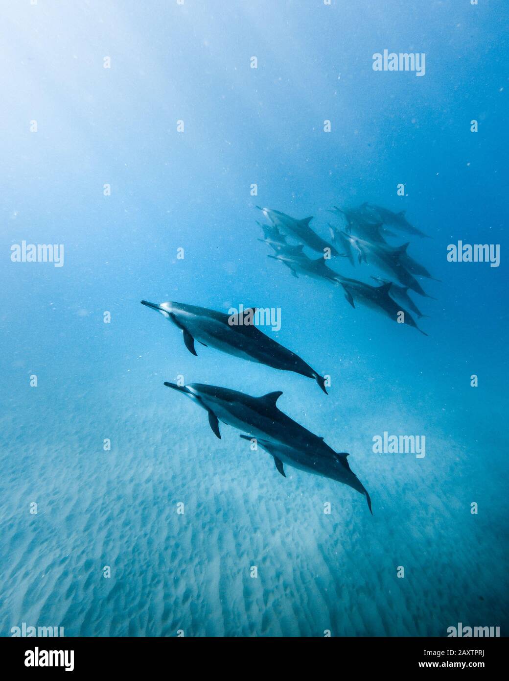 Dolphins aquarium vertical hi-res stock photography and images - Alamy