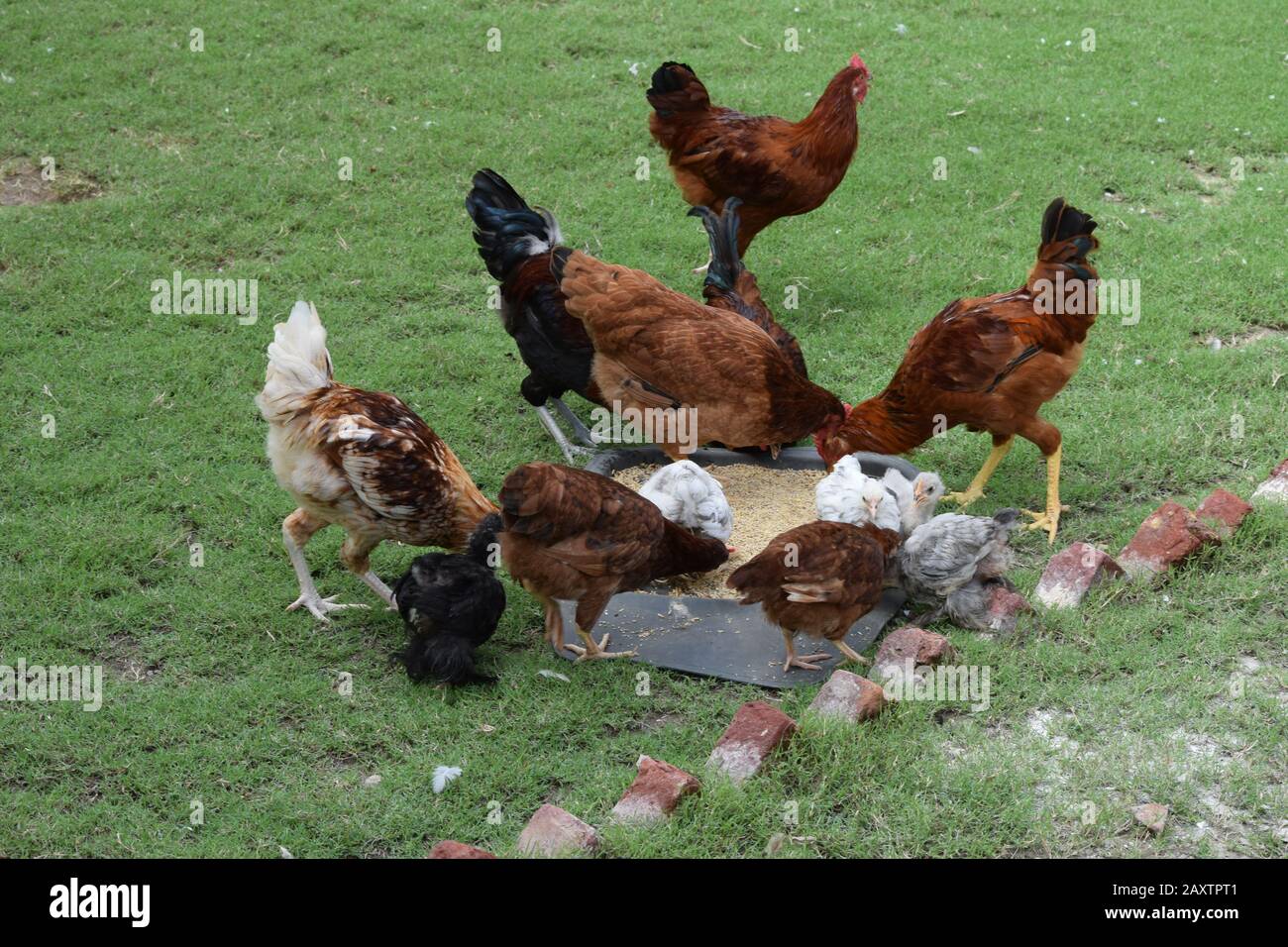 group of chicken having their food in farm-country side Stock Photo - Alamy