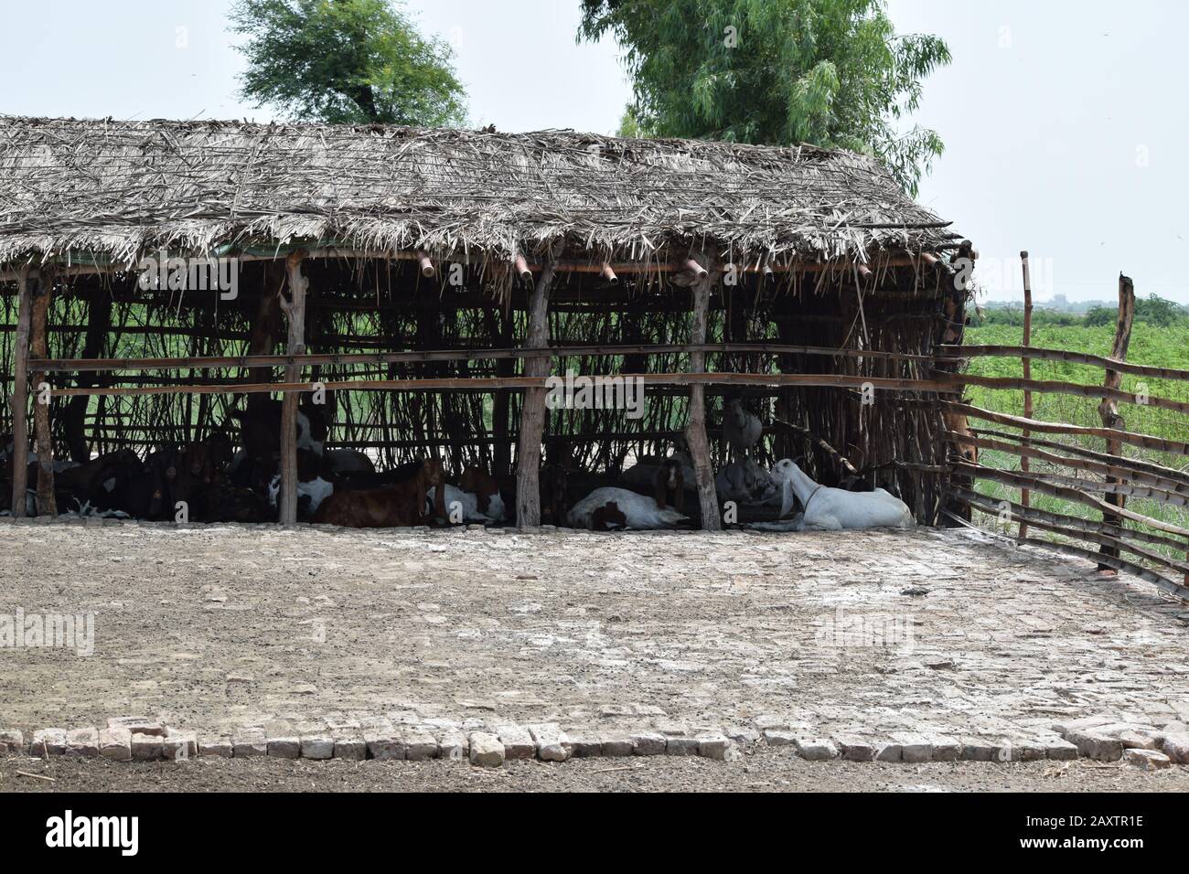 Goat cow farm hi-res stock photography and images - Alamy