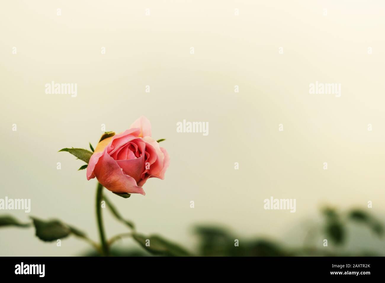 Pink rose with stalk and leaves on white background Stock Photo - Alamy