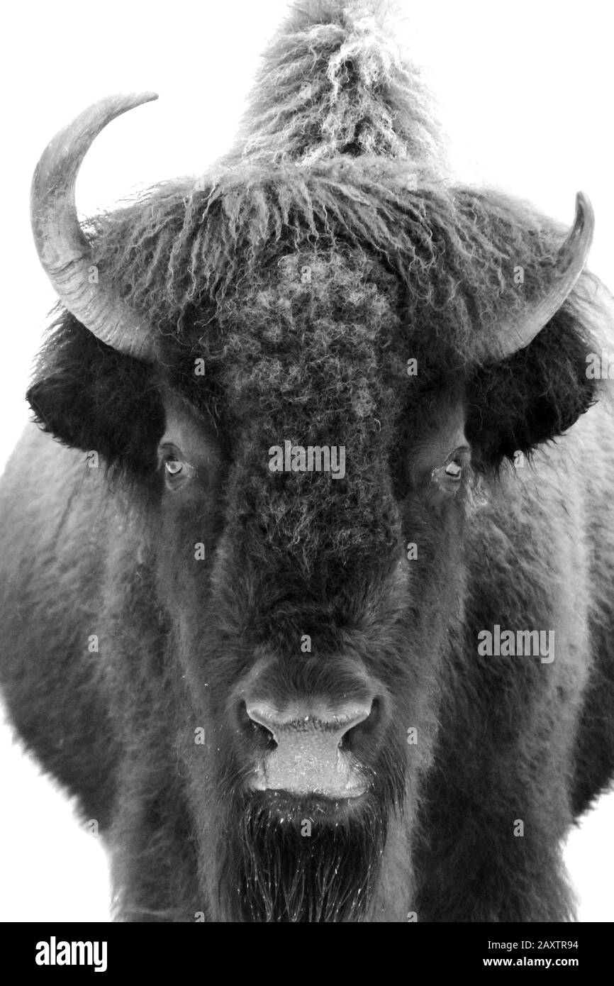 American bison buffalo Black and White Stock Photos & Images - Alamy
