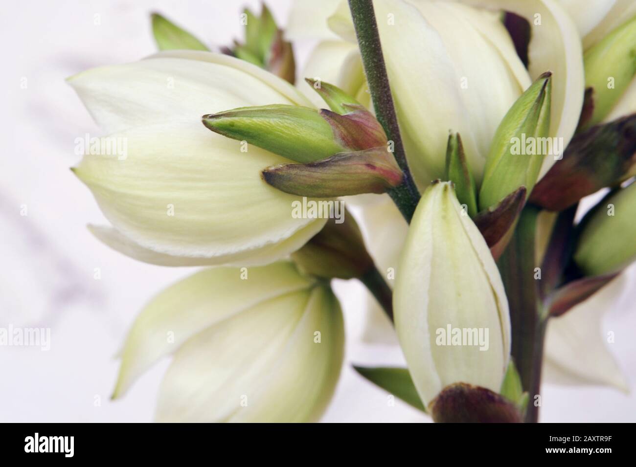 Closeup shot of a white Yocca plant blooms in a white background Stock ...
