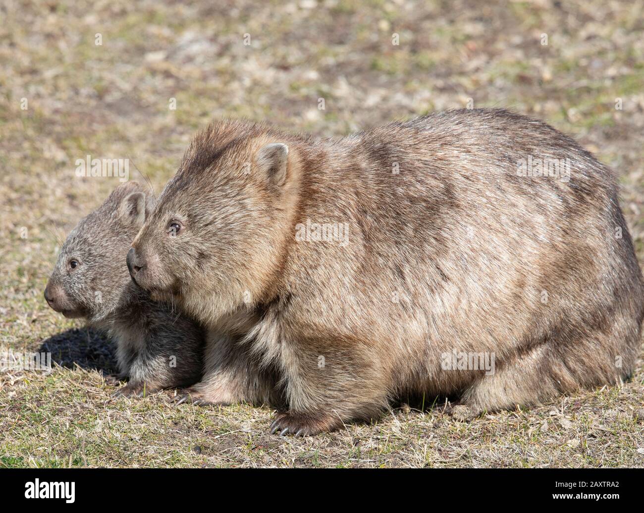 Diprotodontia High Resolution Stock Photography and Images - Alamy