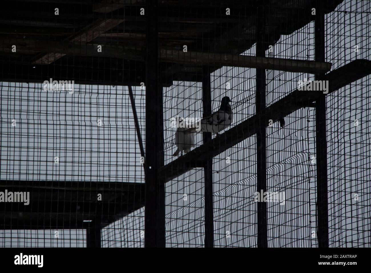 Dove in the mesh cage. Breeding of birds in a special cage. A ...