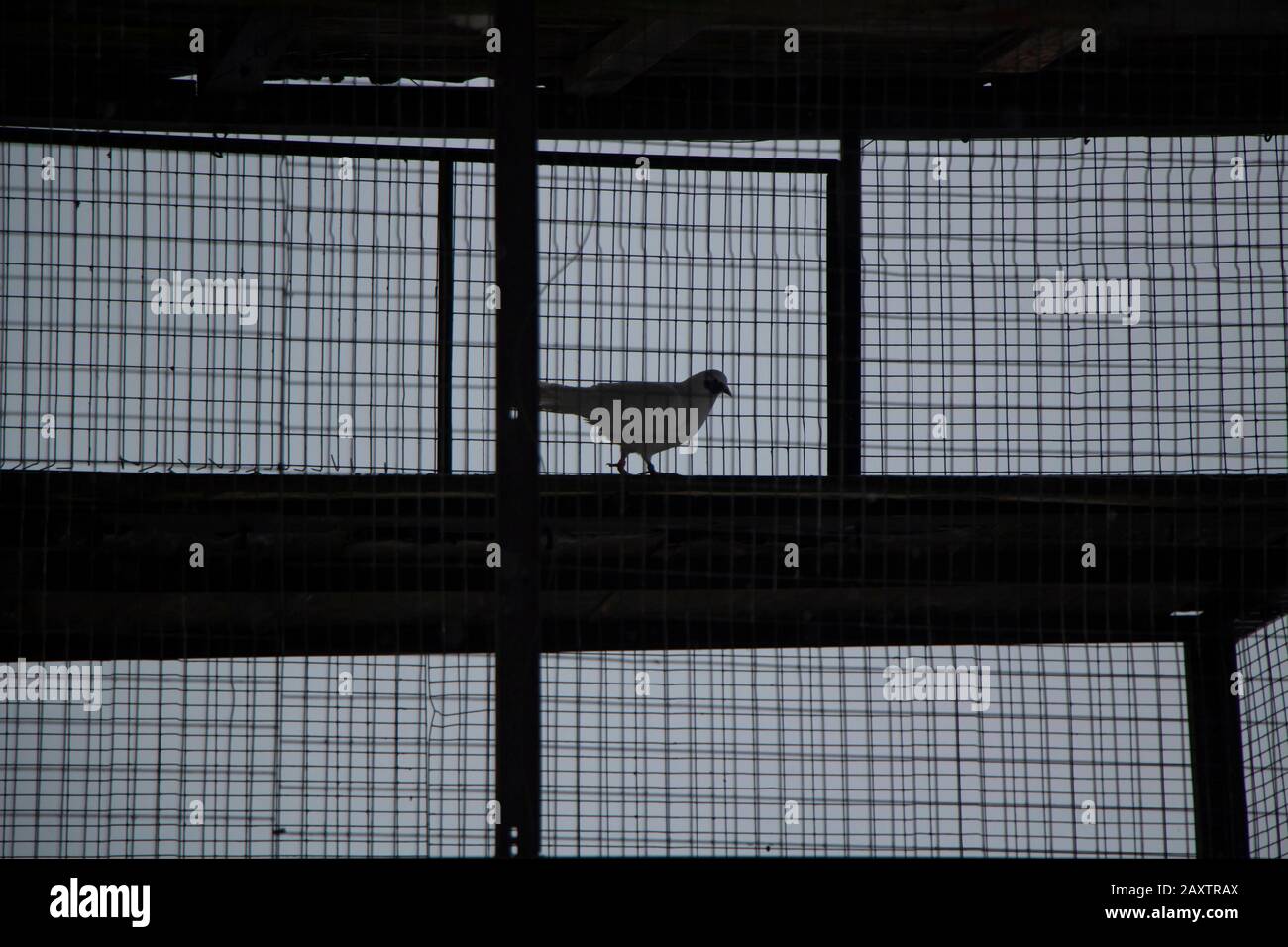 Dove in the mesh cage. Breeding of birds in a special cage. A ...