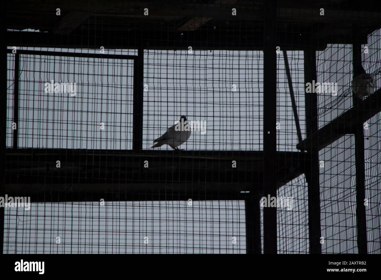 Dove in the mesh cage. Breeding of birds in a special cage. A ...