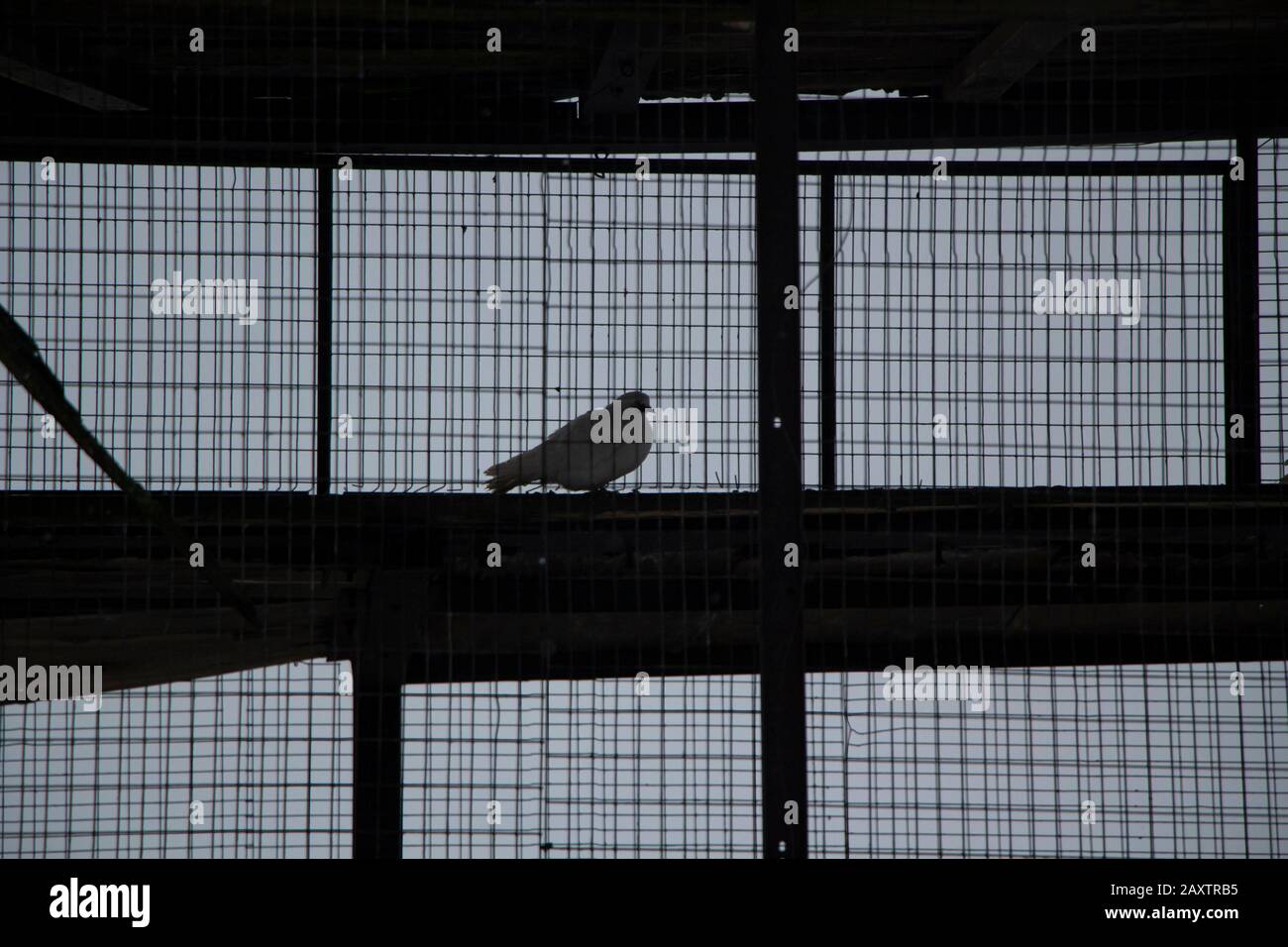 Dove in the mesh cage. Breeding of birds in a special cage. A ...