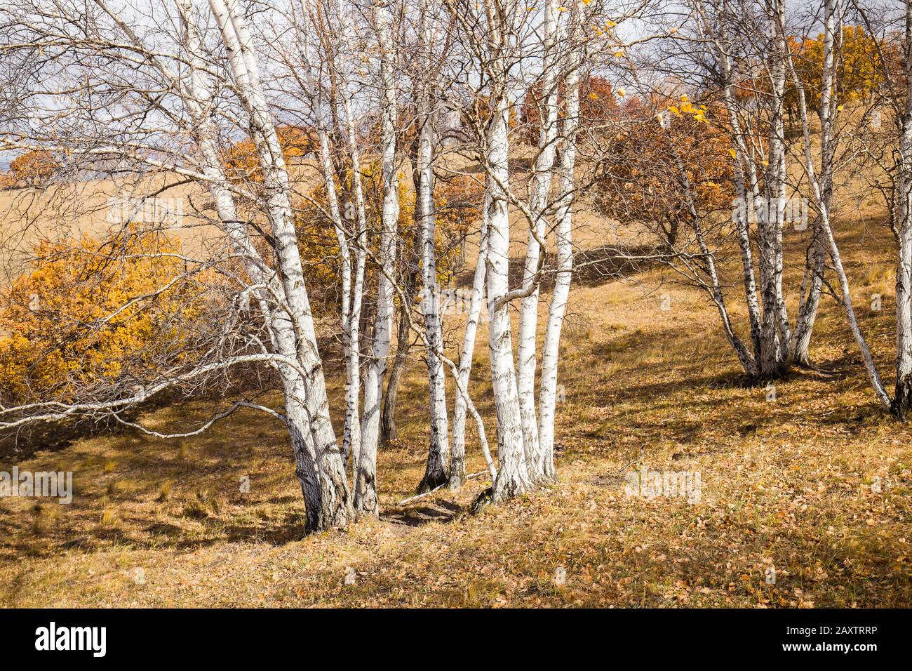 In autumn, trees on the hillside Stock Photo - Alamy