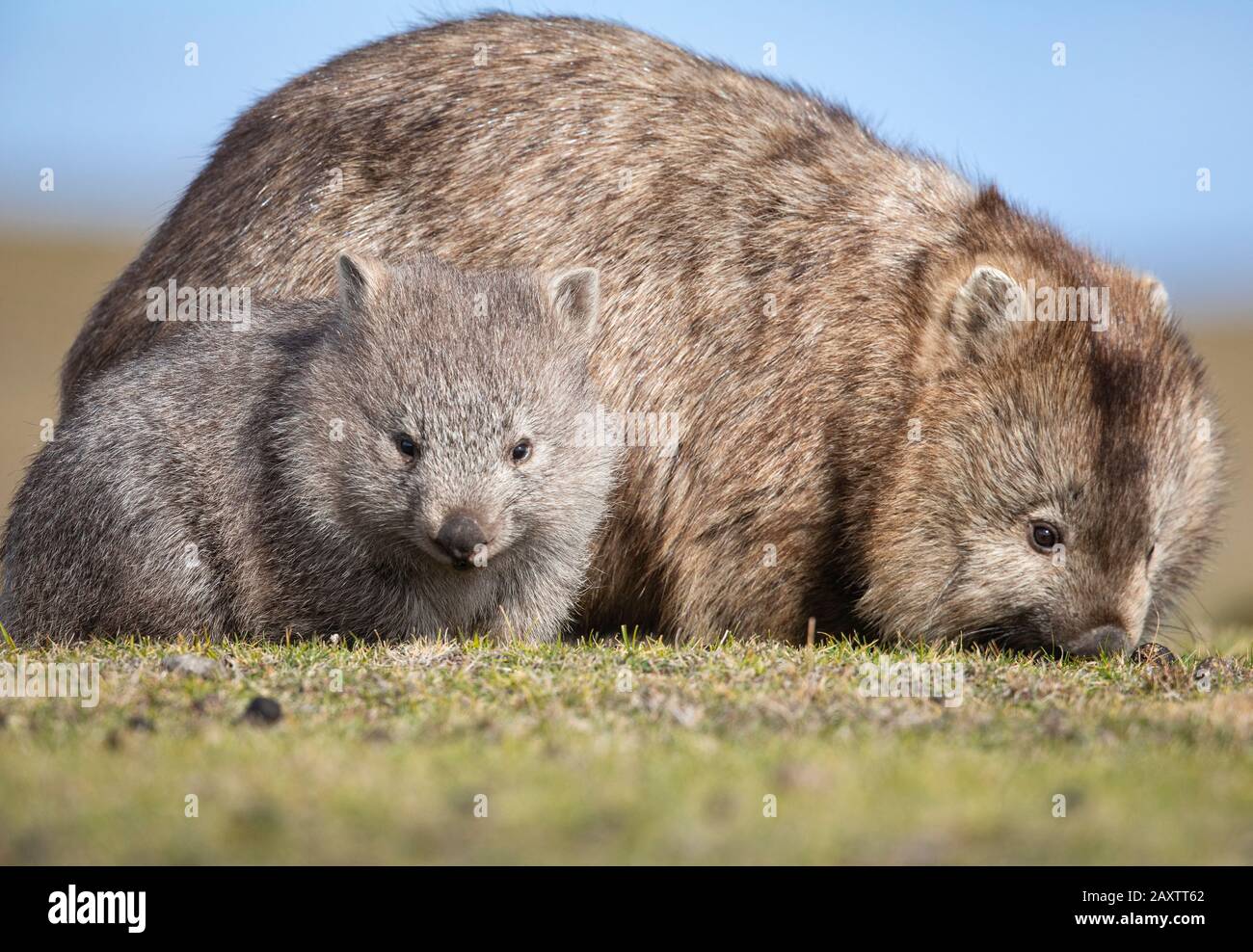 Common wombat (Vombatus ursinus), also known as the coarse-haired ...
