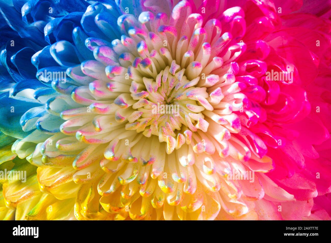 Colorful flower on black background Stock Photo - Alamy
