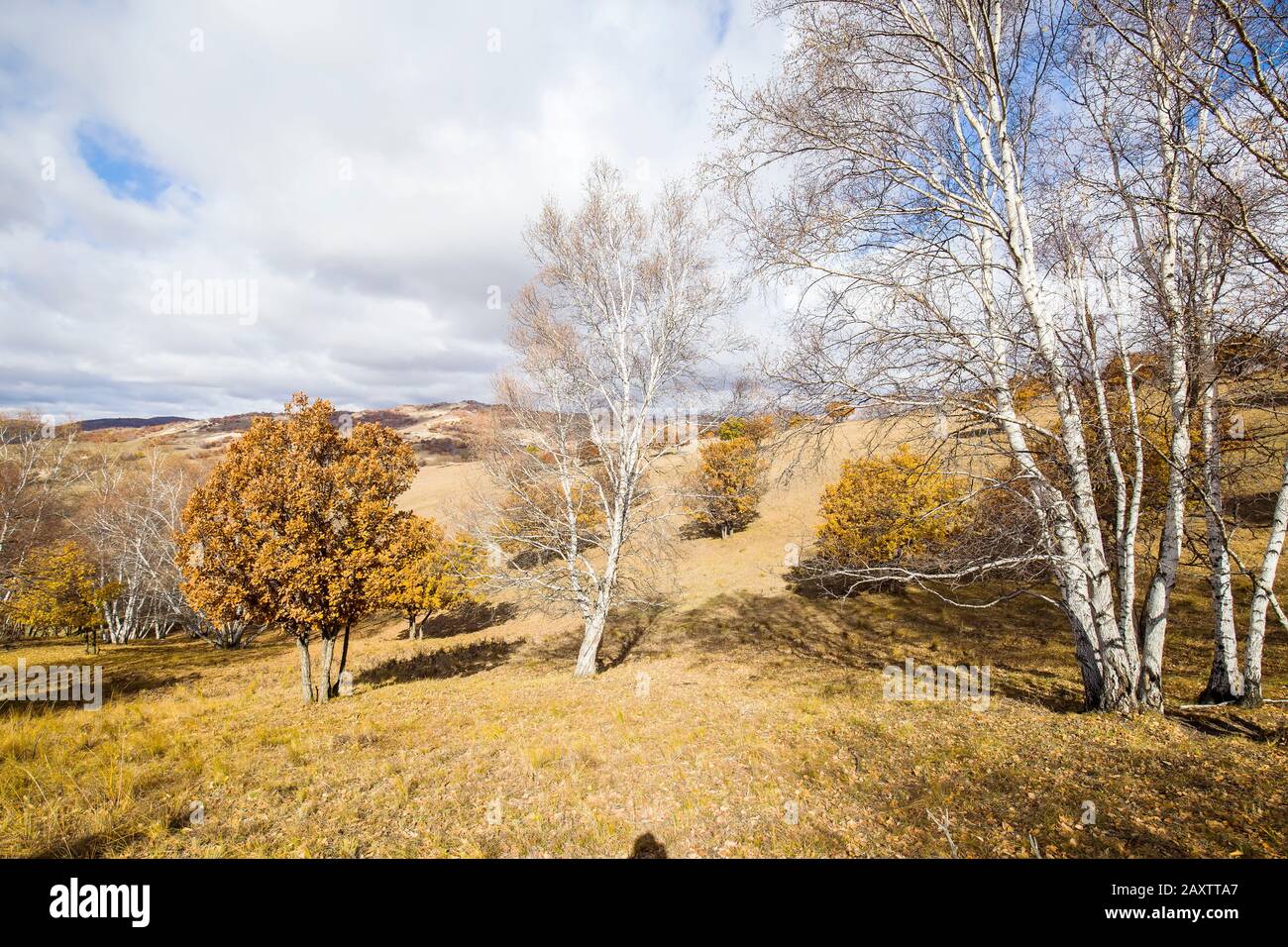 In autumn, trees on the hillside Stock Photo - Alamy