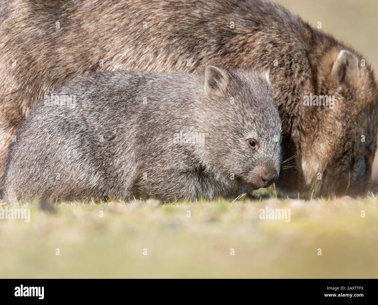 Common wombat (Vombatus ursinus), also known as the coarse-haired ...