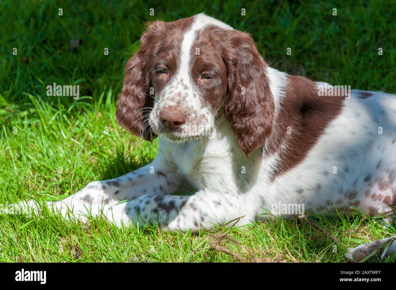 An eight week old French Spaniel puppy. The French Spaniel is also ...