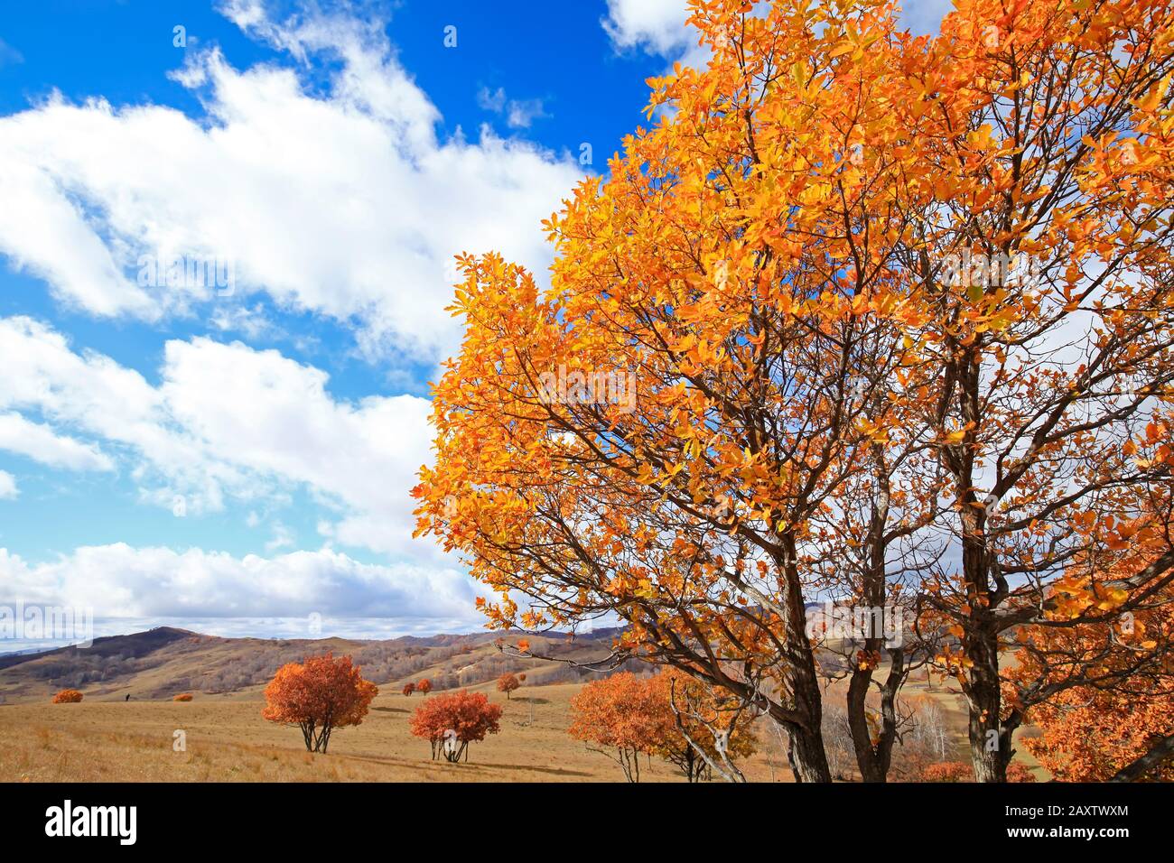 In autumn, trees on the hillside Stock Photo - Alamy
