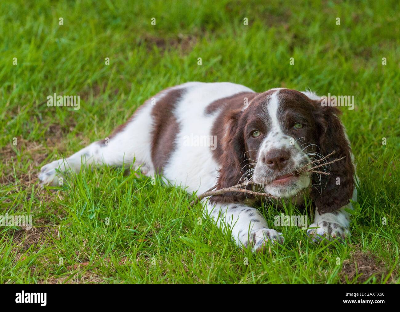 An eight week old French Spaniel puppy. The French Spaniel is also ...