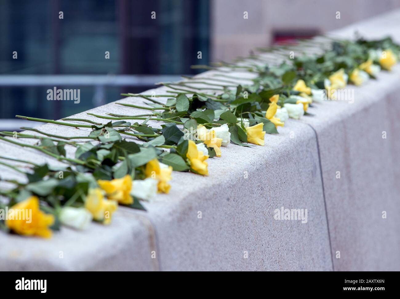 Dresden, Germany. 13th Feb, 2020. Flowers in the colours of Dresden are ...