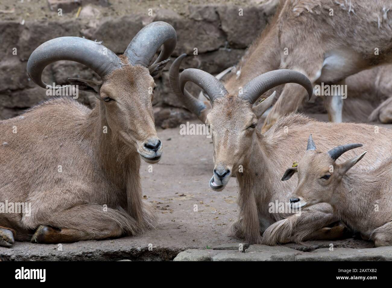 Morocco barbary sheep hi-res stock photography and images - Alamy