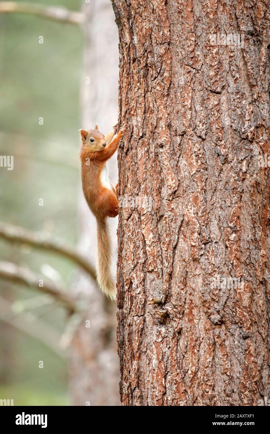 Red squirrels climbing in a tree trunk hi-res stock photography and ...