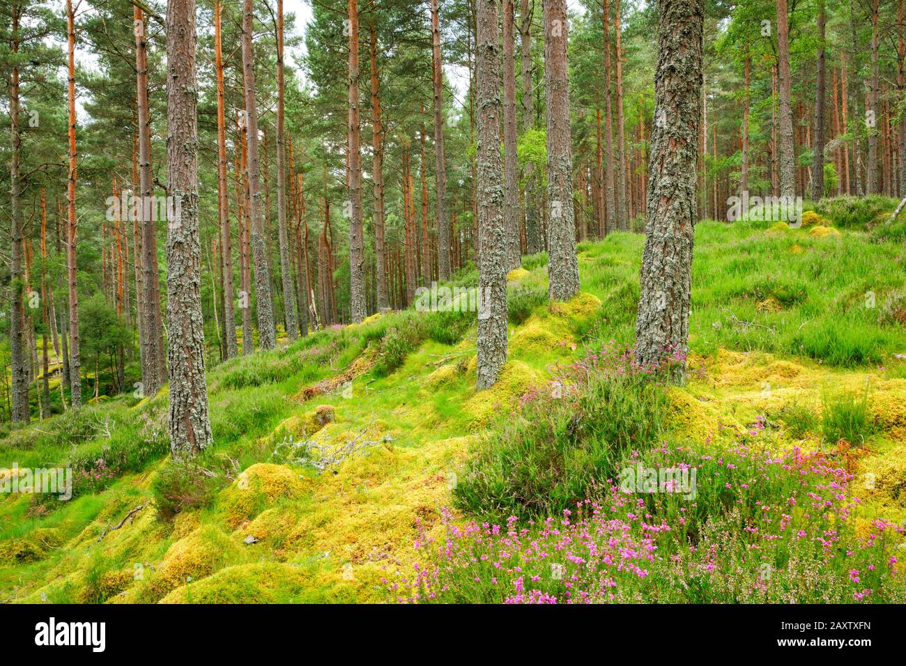 Pines wood hi-res stock photography and images - Alamy