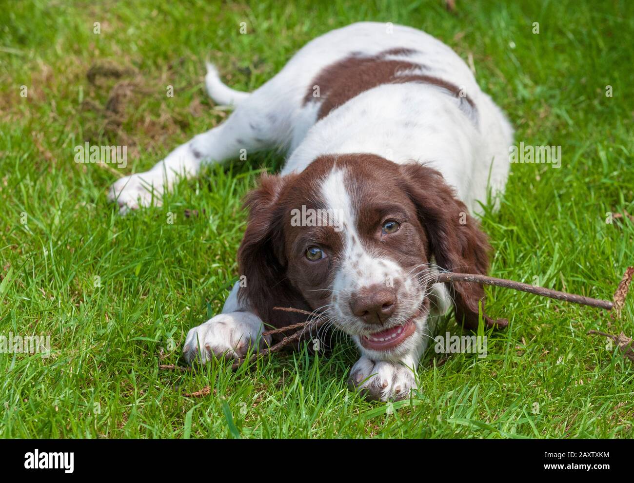 An eight week old French Spaniel puppy. The French Spaniel is also ...