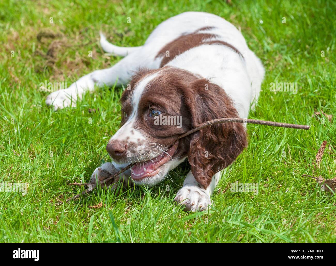 An eight week old French Spaniel puppy. The French Spaniel is also ...
