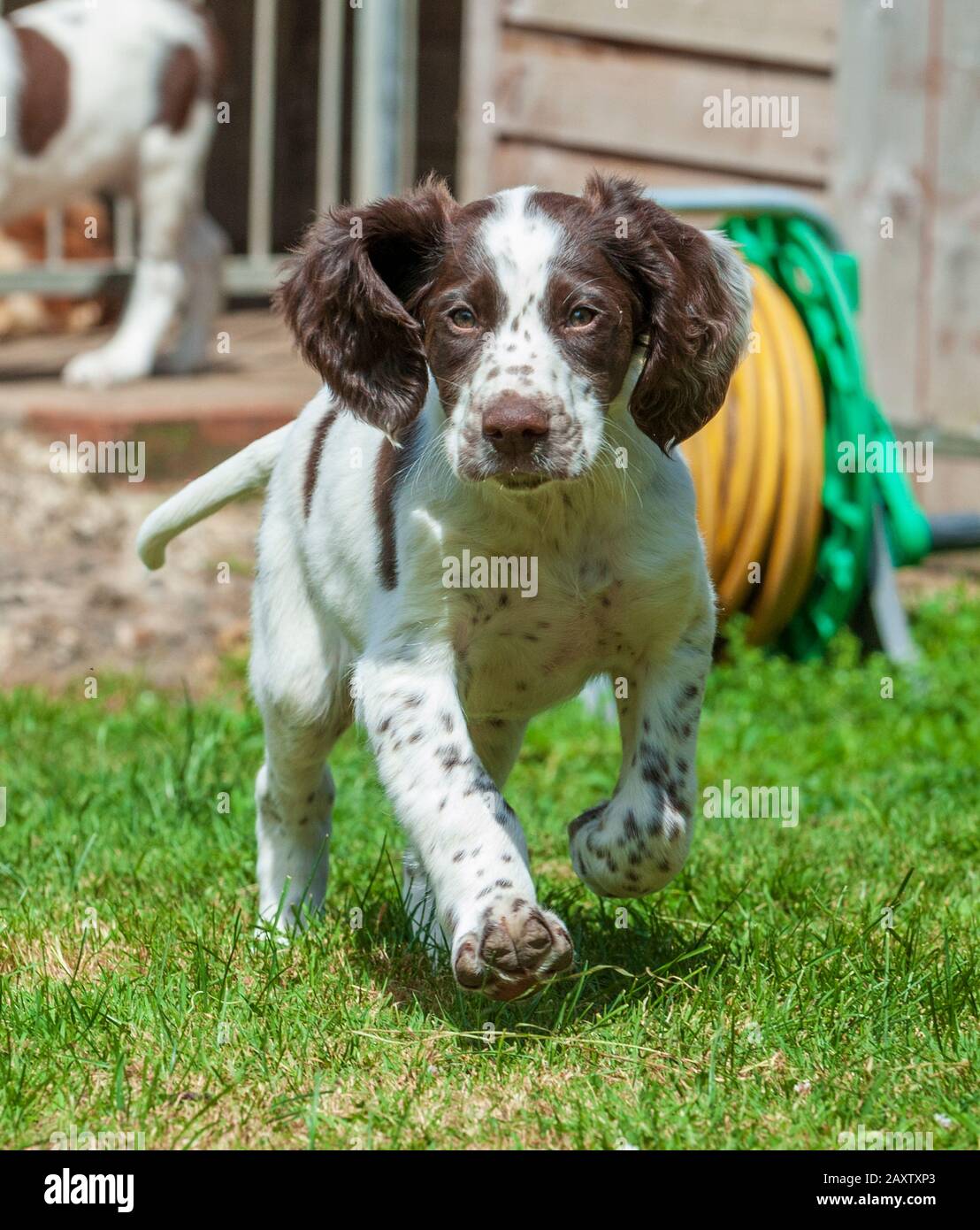 An eight week old French Spaniel puppy. The French Spaniel is also ...