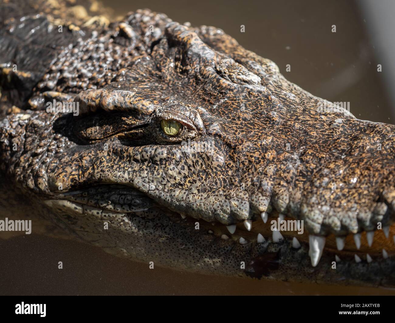 Closeup Head of Crocodile was Floating in The Swamp and was Staring ...