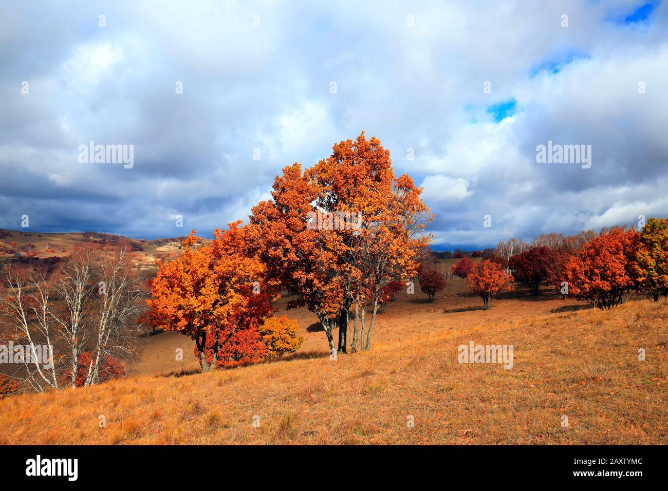 In autumn, trees on the hillside Stock Photo - Alamy