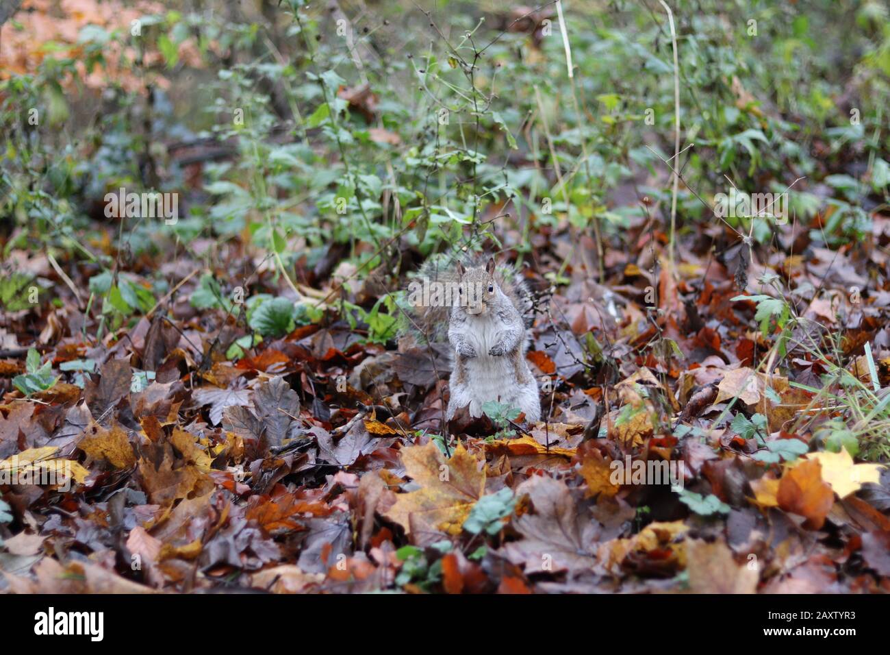 Cute squirrels hi-res stock photography and images - Alamy