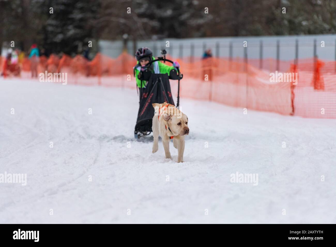 Reshetikha, Russia - 02.02.2019 - Sled dog racing. Children ...
