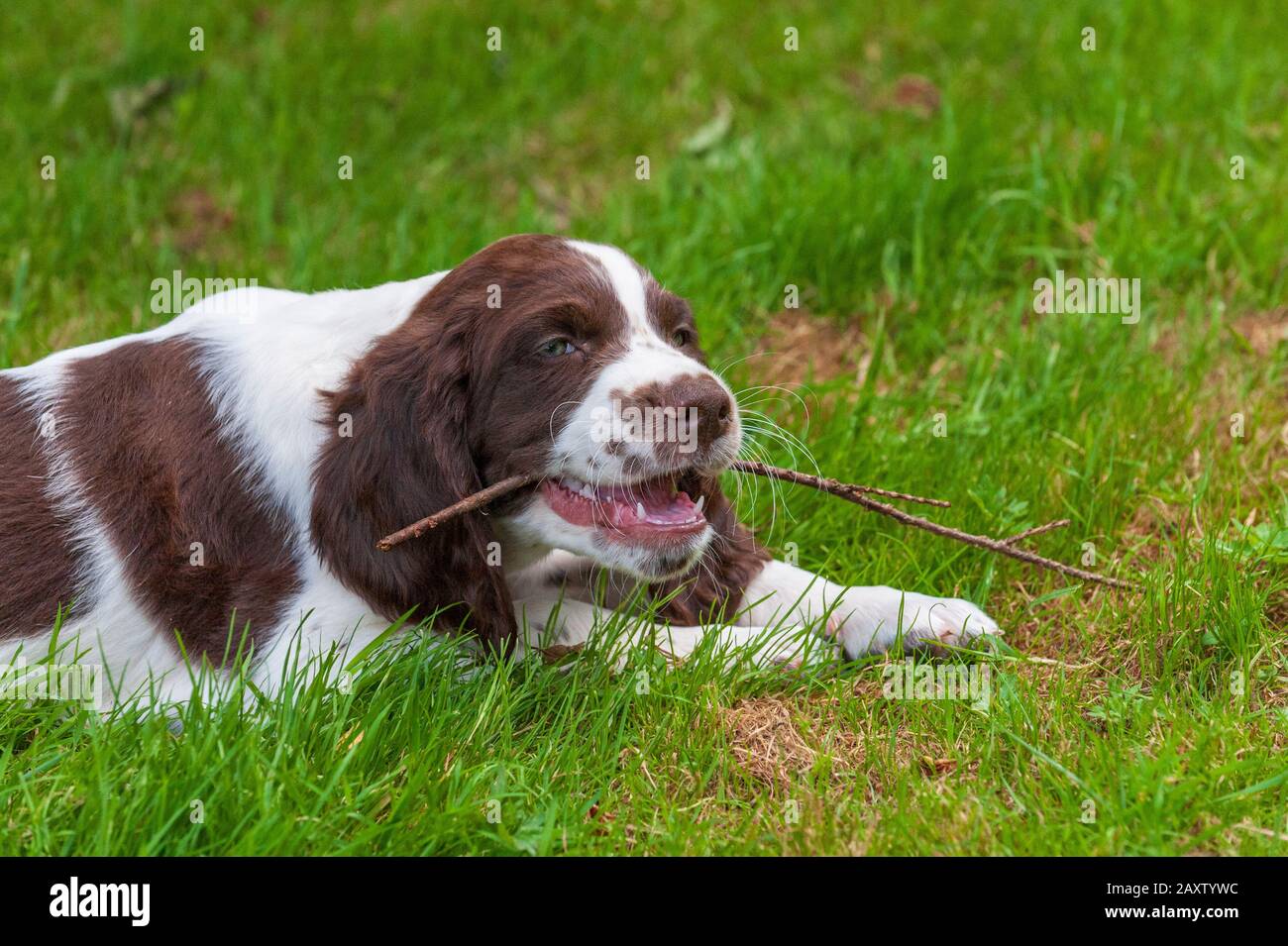 An eight week old French Spaniel puppy. The French Spaniel is also ...