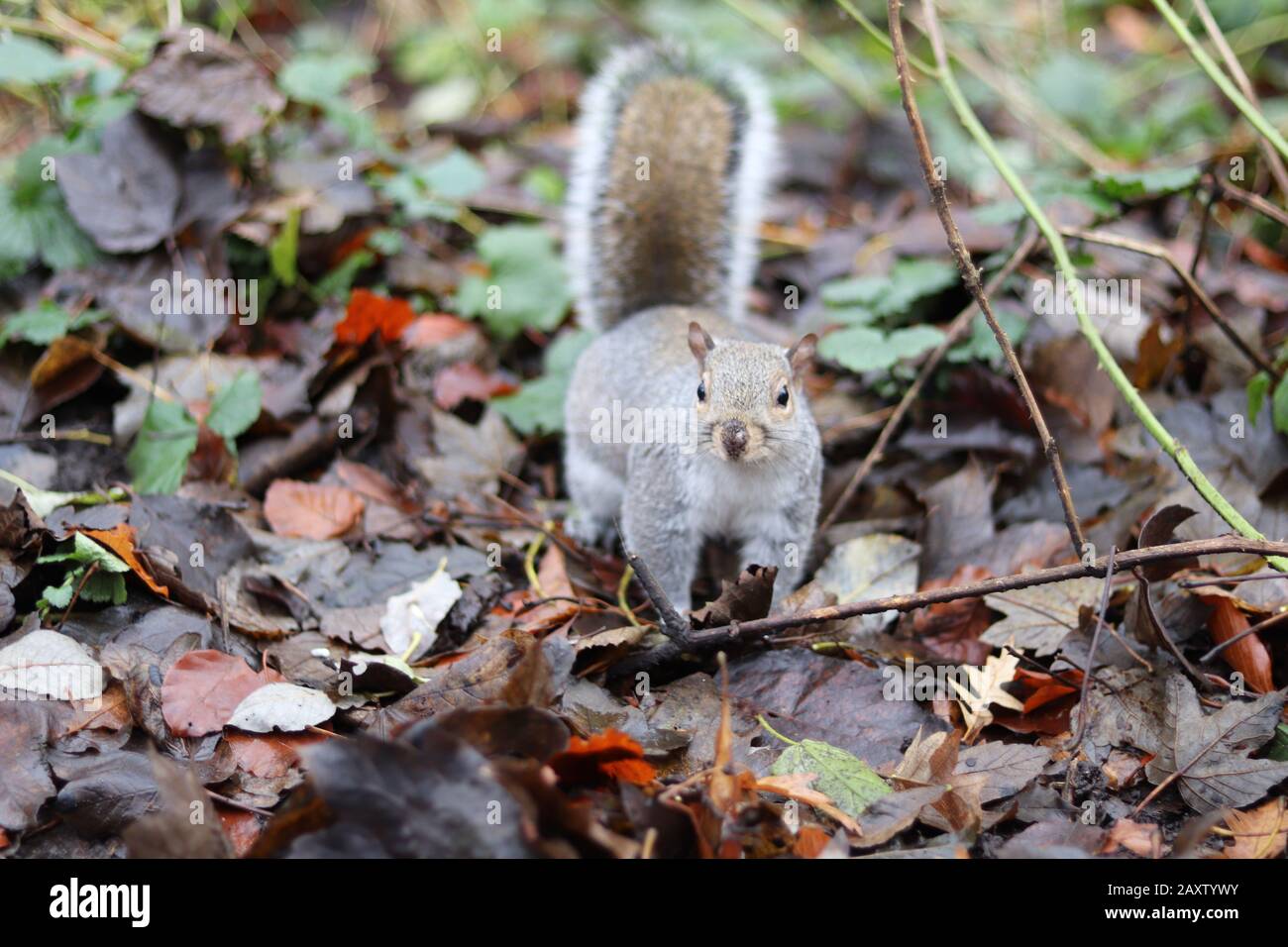 grey squirrel standing in leaves, squirrel facing front, grey fur and ...