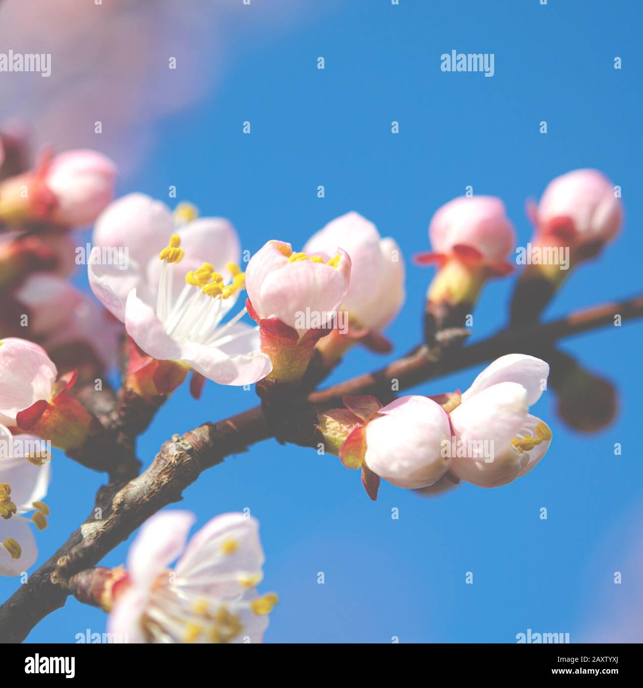 Pink apricot flowers on a thin branch in the spring garden Stock Photo ...