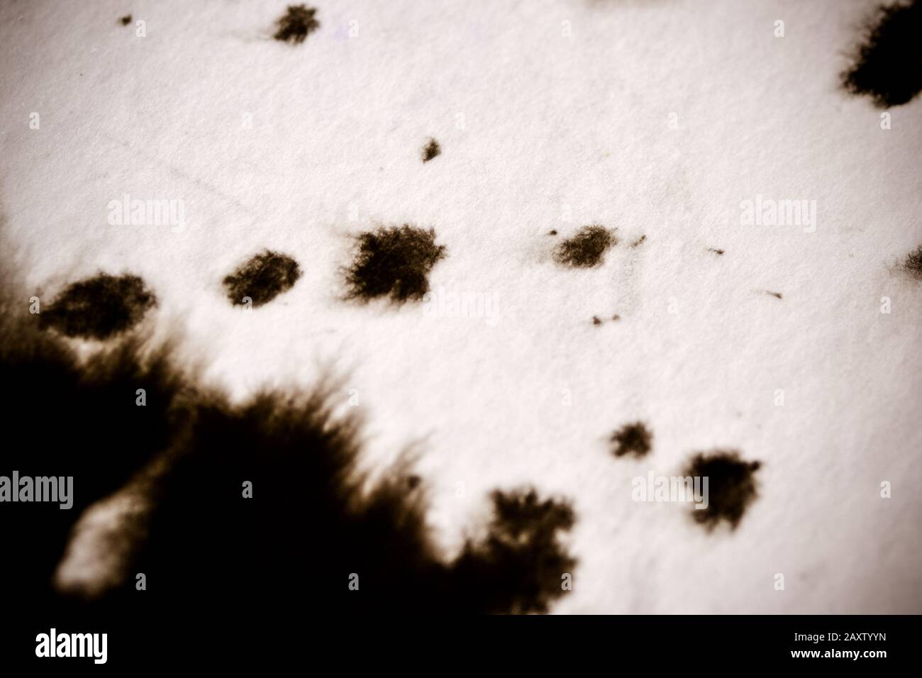 Black Ink Spread and Absorbed Over White Close-up Paper. Abstract ...