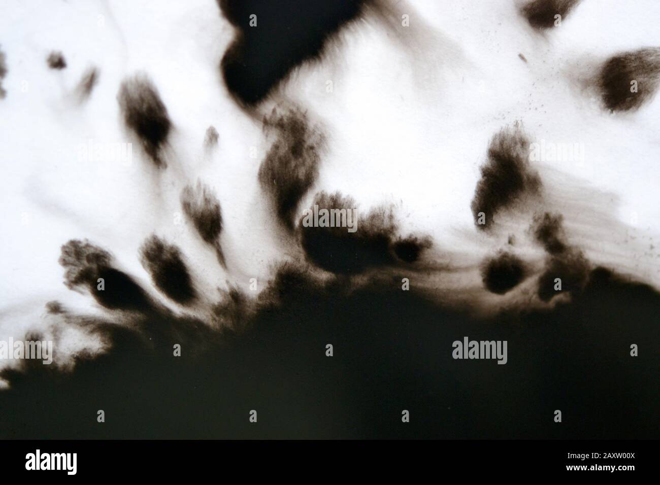 Black Ink Spread and Absorbed Over White Close-up Paper. Abstract ...
