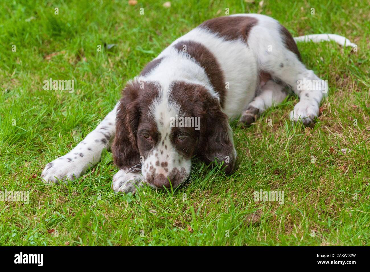 An eight week old French Spaniel puppy. The French Spaniel is also ...