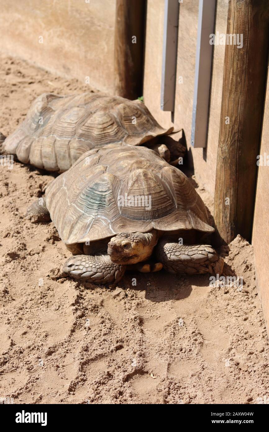 portrait of tortoise, tortoise facing front, two tortoise on sand, cute ...
