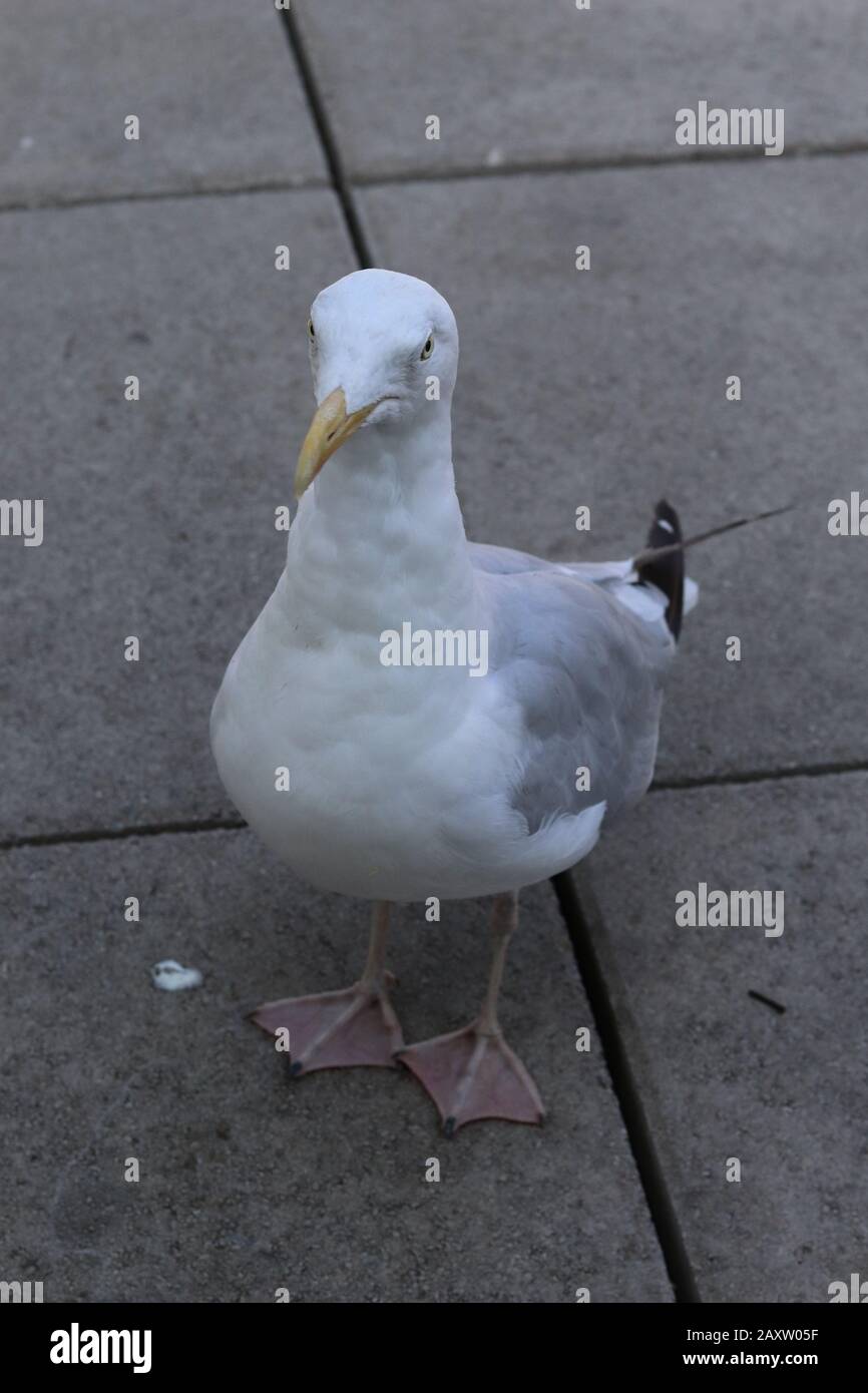 seagull, seagull standing, white seagull standing on stone, portrait of ...