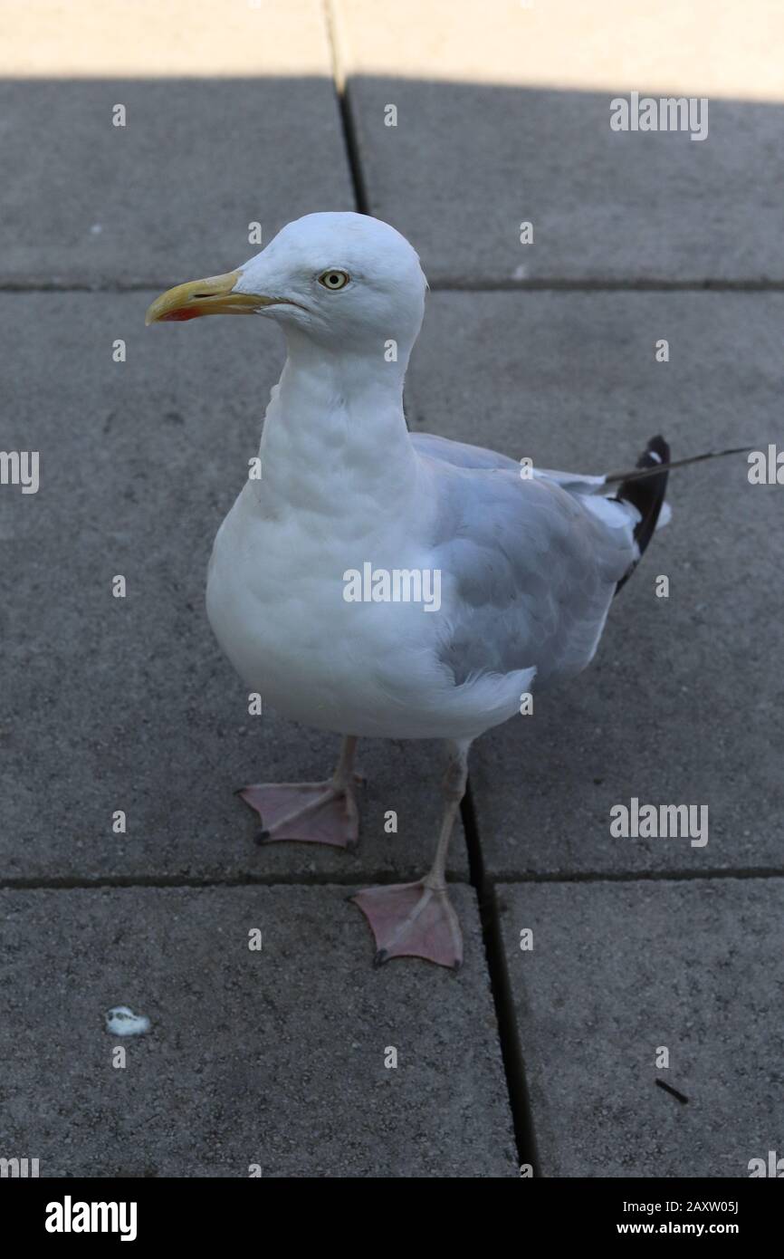 seagull, seagull standing, white seagull standing on stone, portrait of ...