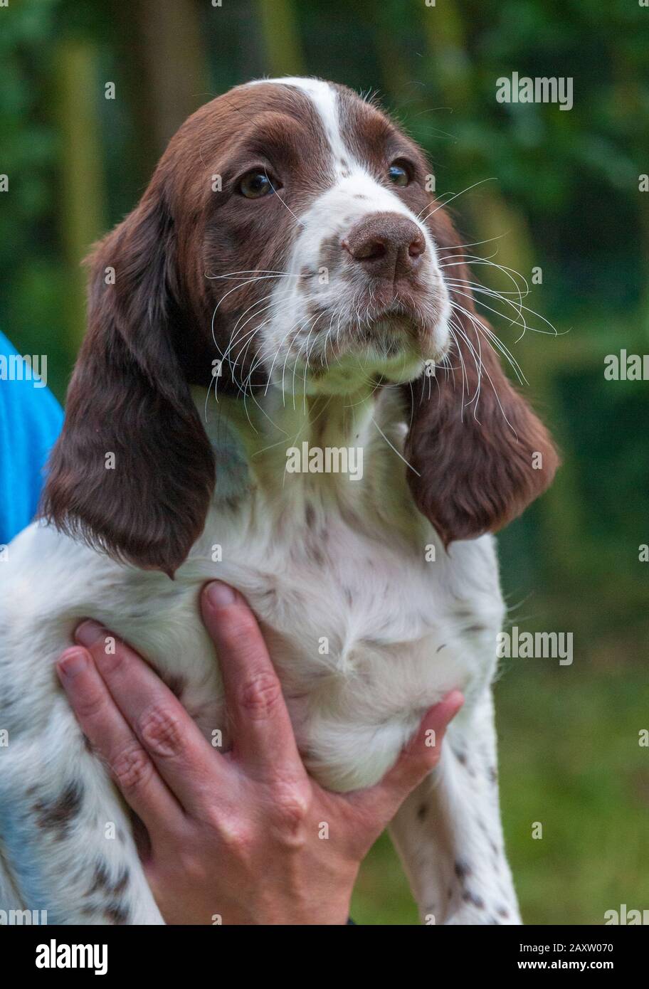 An eight week old French Spaniel puppy. The French Spaniel is also ...