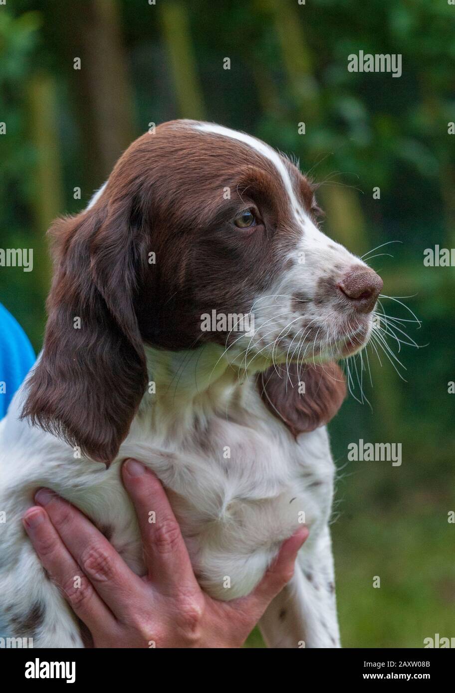 An eight week old French Spaniel puppy. The French Spaniel is also ...