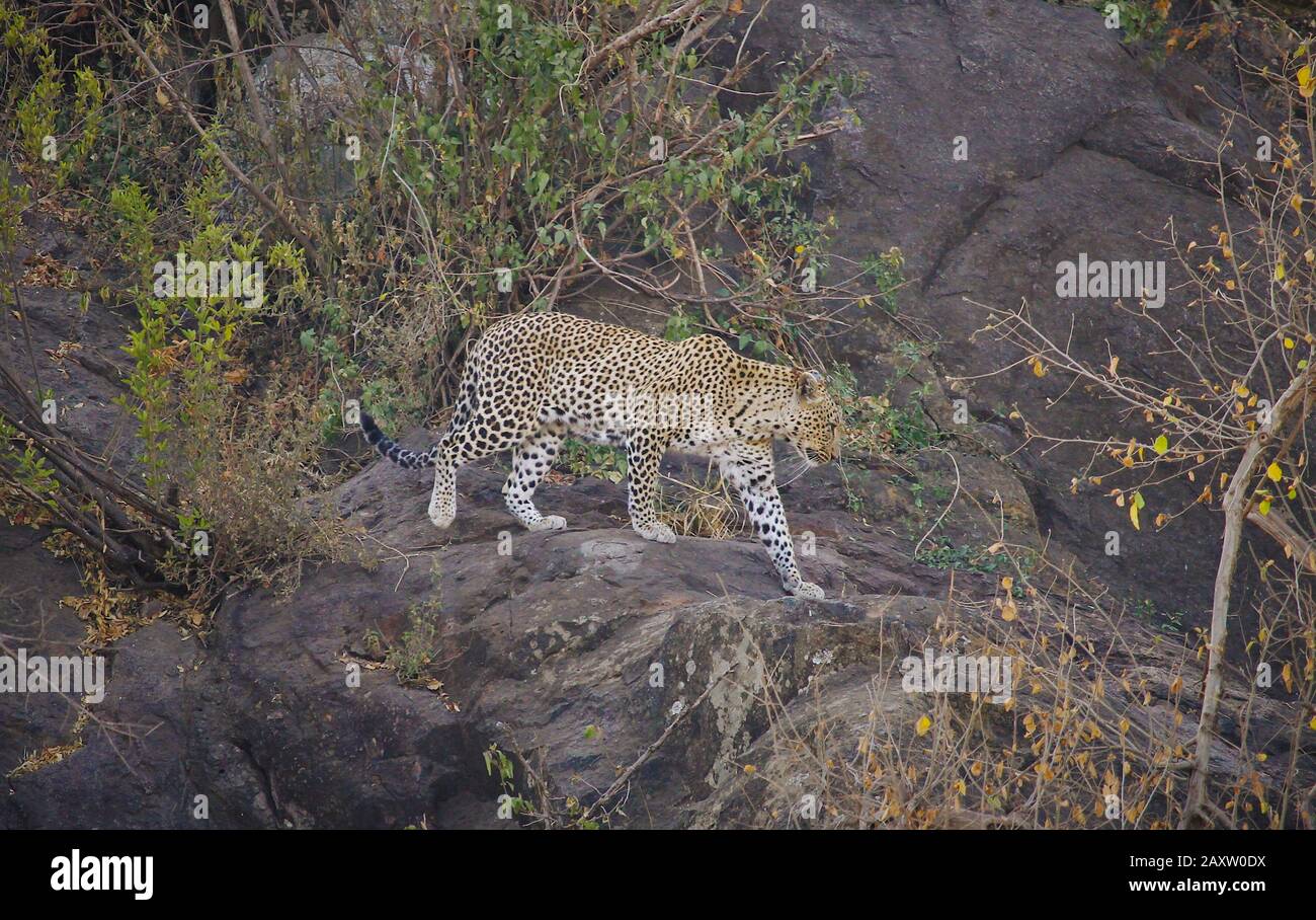 The leopard (Panthera pardus) is a member of the Felidae. It occurs in ...