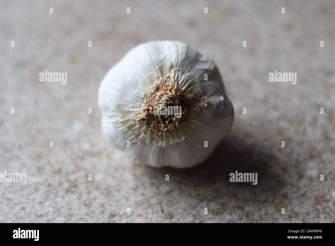 garlic, close-up garlic, garlic detail, bottom of garlic Stock Photo ...
