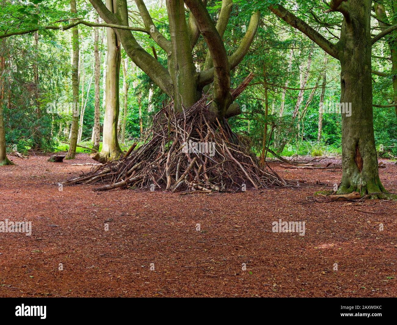 In a forest clearing aropund the trunk of a Beech tree a large den has ...