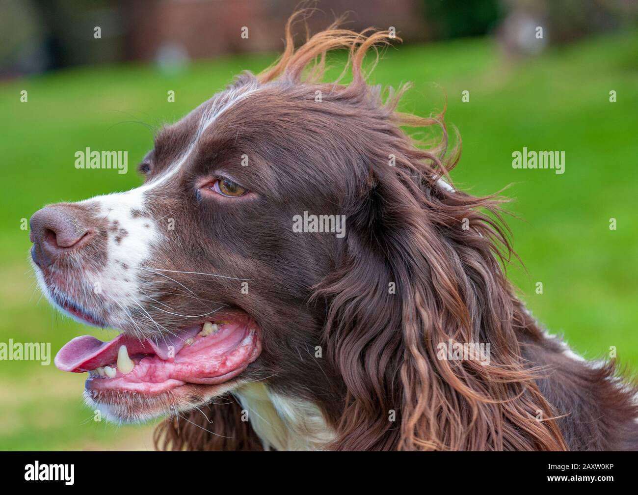 A French Spaniel dog, male. The French Spaniel is also known as The ...