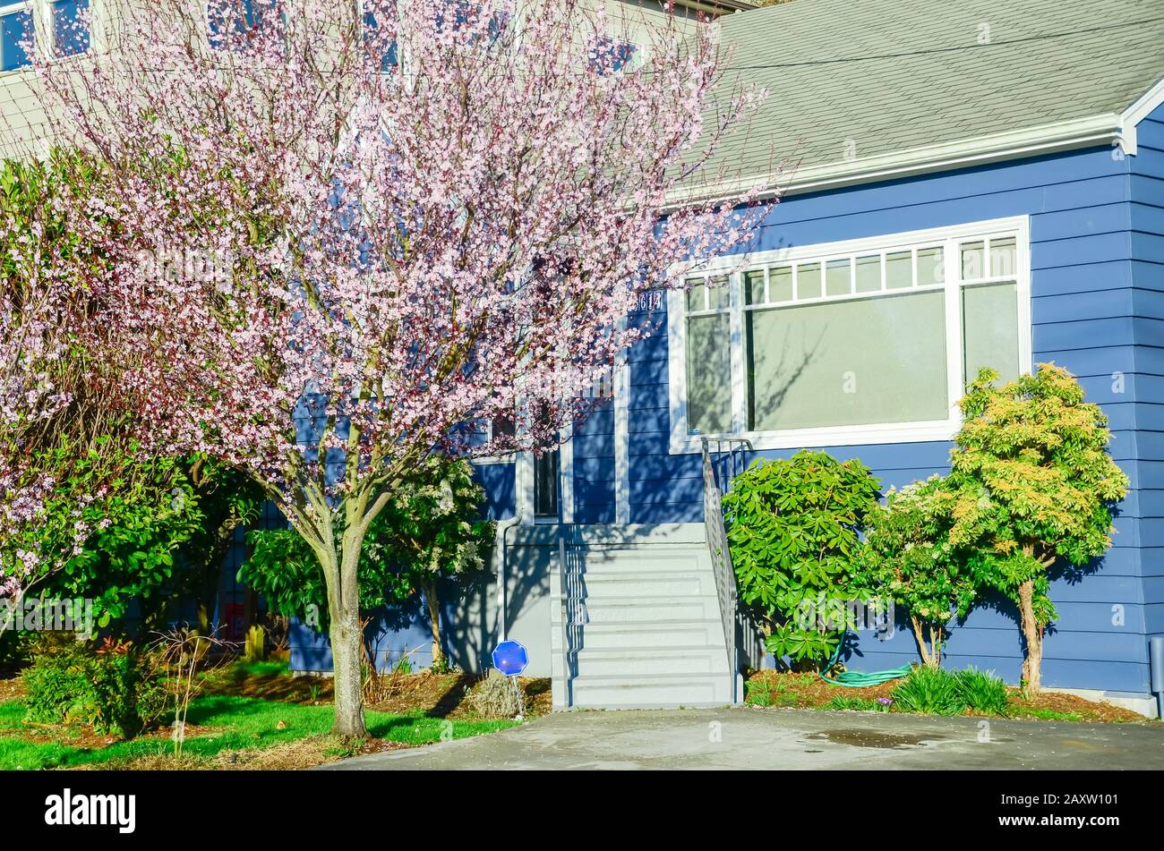 Entrance to blue house with blooming pink cherry flower in suburban ...