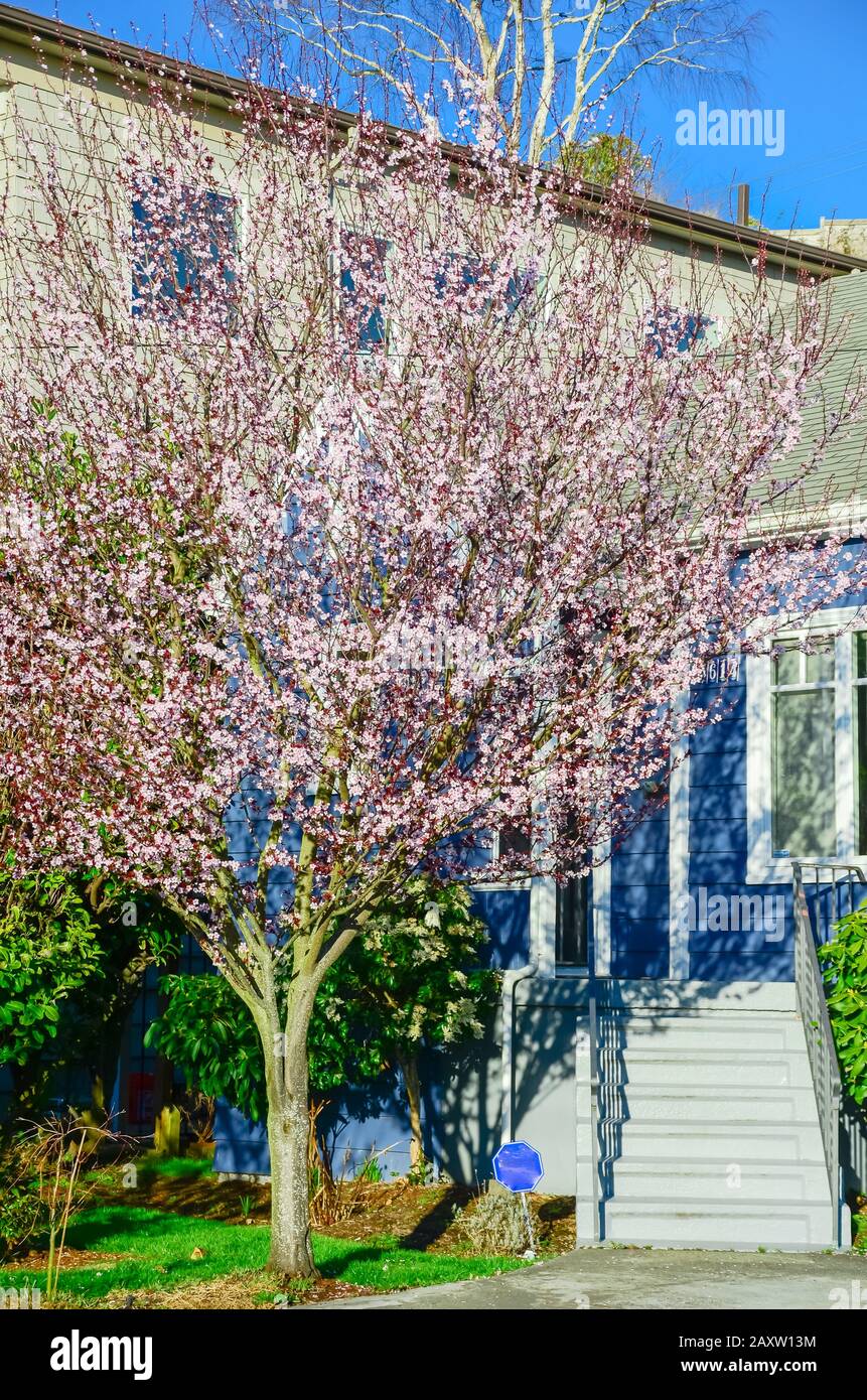 Entrance to blue house with blooming pink cherry flower in suburban ...