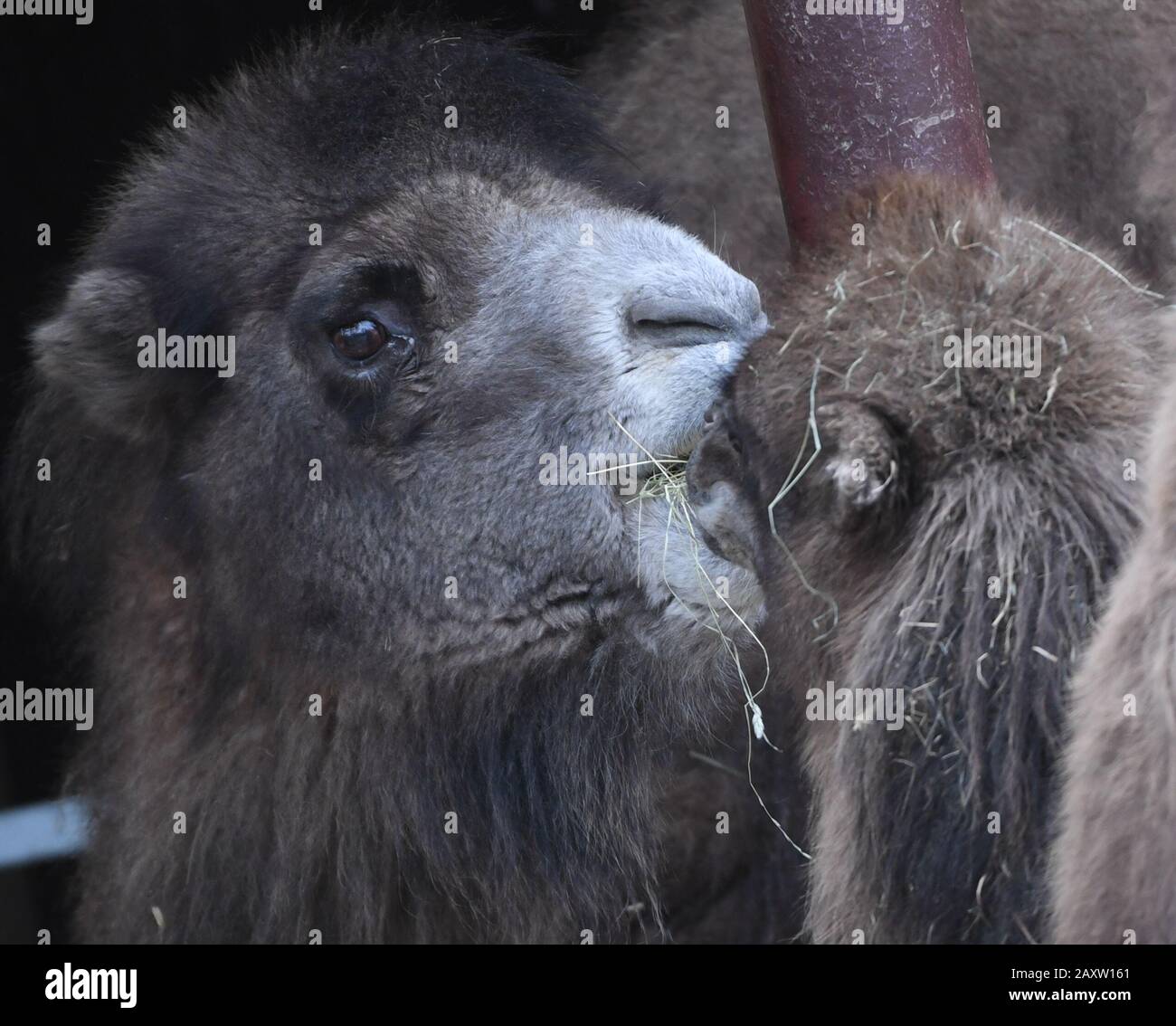 Frankfurt Zoo, Germany. 13th Feb, 2020. 13 February 2020, Hessen ...