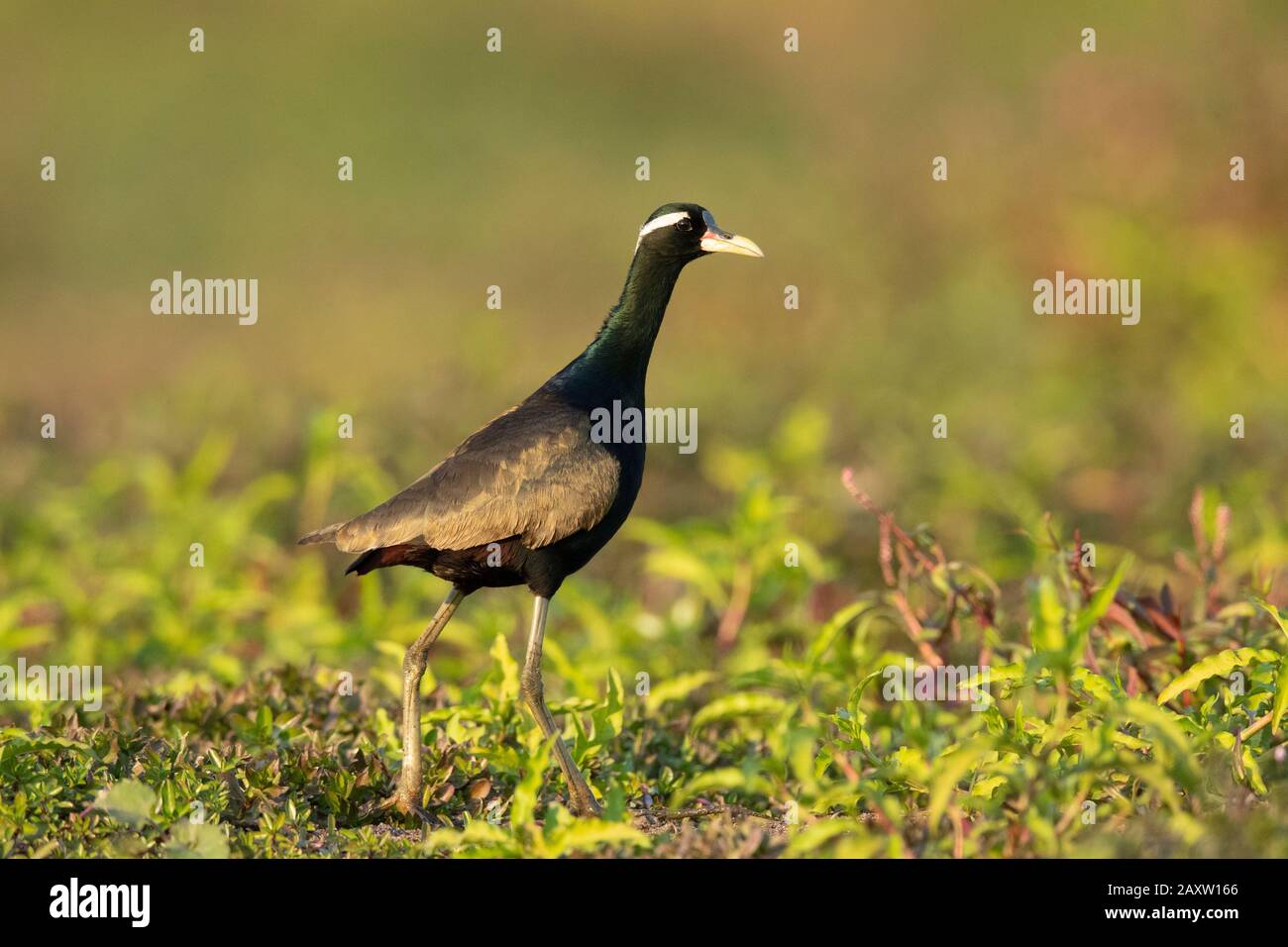 Bronze-winged jacana, Metopidius indicus, Maguri Beel, Southeast of ...